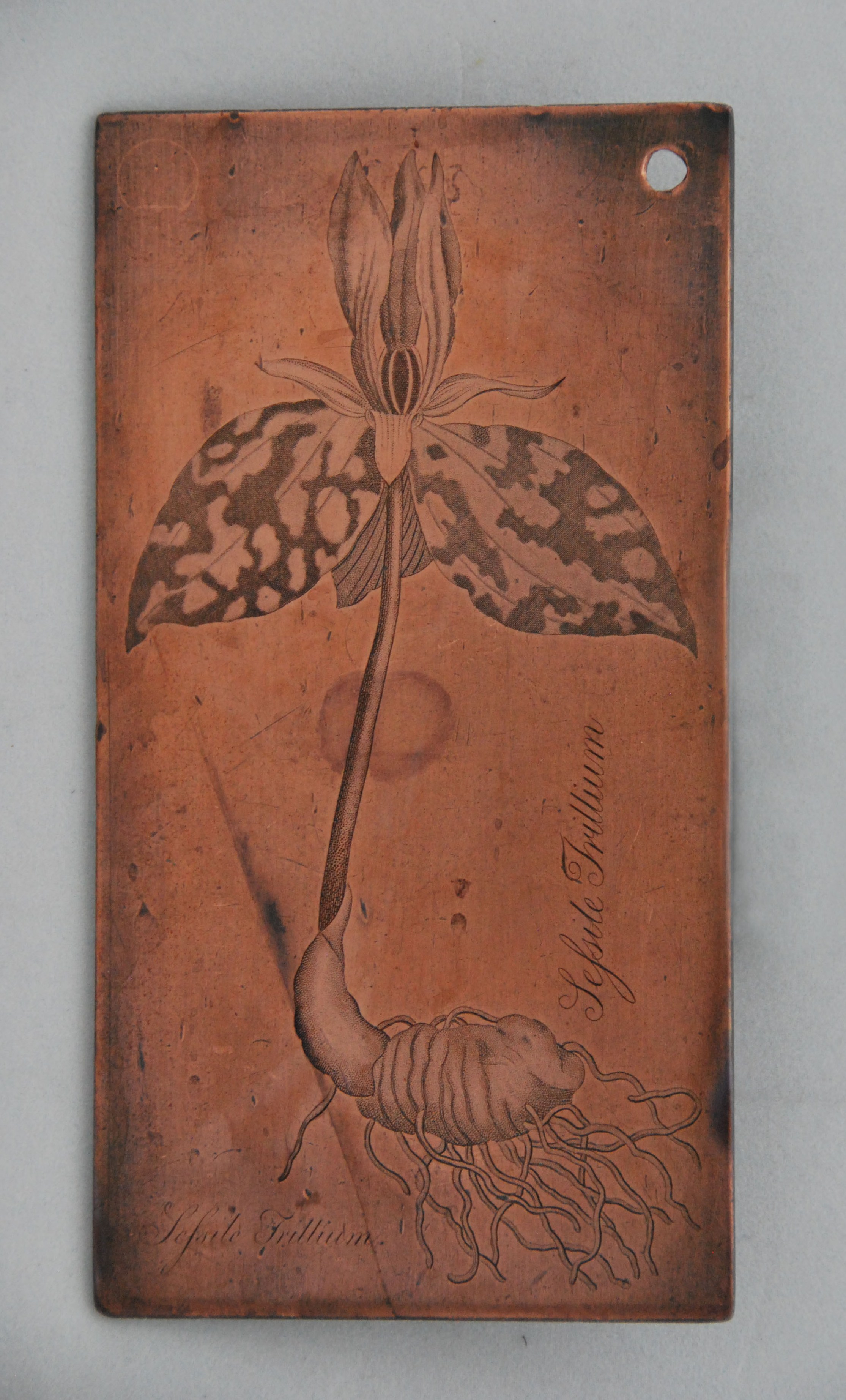 Botanical flower engraving, stipple and line work